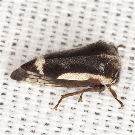 Treehopper Ophiderma Flavicephala BugGuide Net