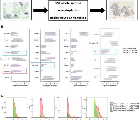Comparison Of Signal Intensities Log Scale Of All Rbcs Markers