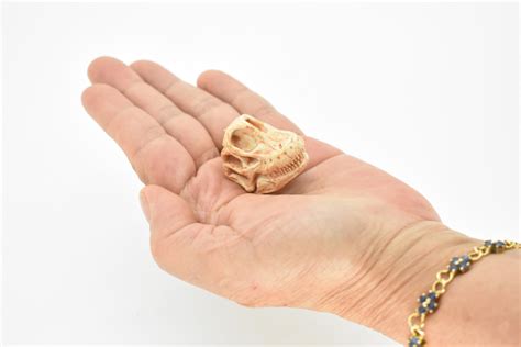 Brachiosaurus Dinosaur Skull Fossil Very Realistic Rubber