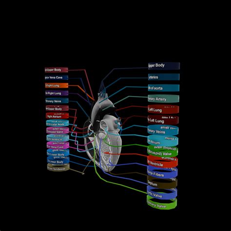 💜 Heart Anatomy Labeled 3d Model Fully Textured Labelling Textured・ Stl File For 3d Printing