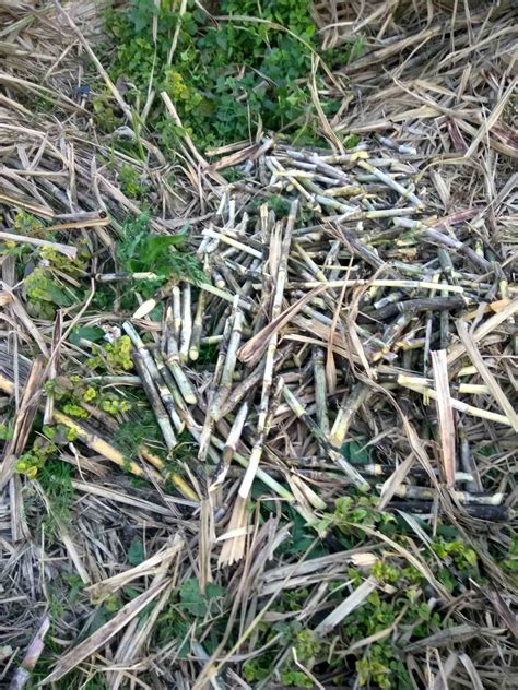 Sugarcane Framing Tips And Tricks My Mix India