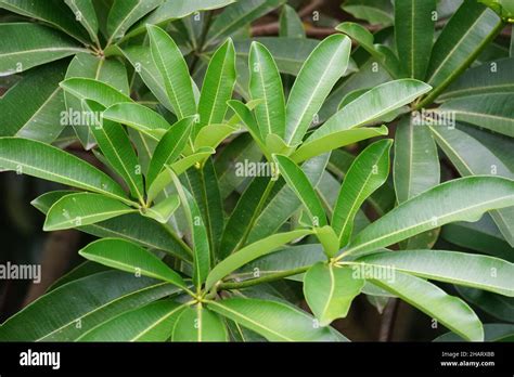 Alstonia Scholaris Also Called Blackboard Tree Devils Tree Pule