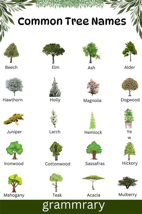 Trees Names In English With Their Pictures Types Of Birch Trees Trees Name In English