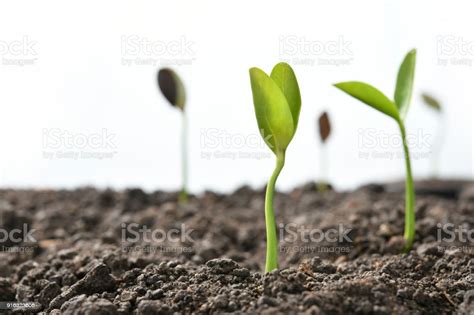 녹색의 그룹 콩나물 흰색 배경에 고립 된 토양에서 밖으로 성장 0명에 대한 스톡 사진 및 기타 이미지 0명 개념 개체