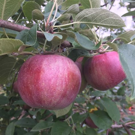 Apple Maturity Reports Center For Agriculture Food And The
