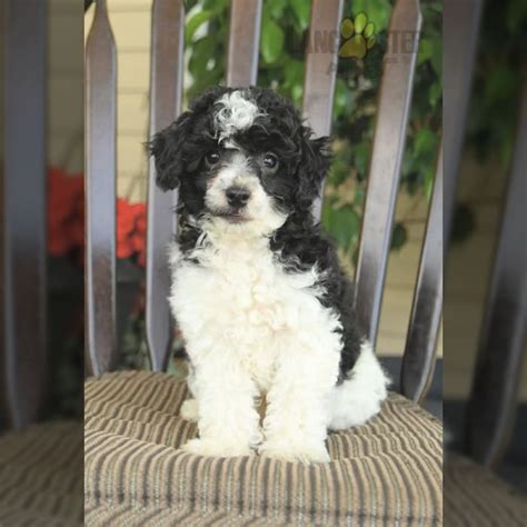 Toy Poodle Puppies For Sale In Conowingo Md Lancaster Puppies
