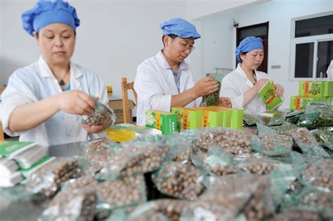 淮安金湖藕遇丰收季 农民增收喜笑颜 荔枝网新闻