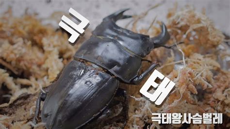 극태왕사슴벌레 관찰하고 일반왕사슴벌레와 비교 4k고화질 Youtube