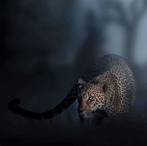 Фотограф два года снимал чёрных пантер - ЯПлакалъ | Animali, Felino