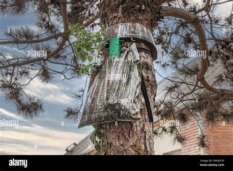 Collar Around A Pine Tree To Trap Dangerous Processionary Caterpillars