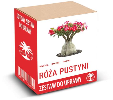 Zestaw do uprawy bonsai RÓŻA PUSTYNI drzewko kwiat Allegro pl