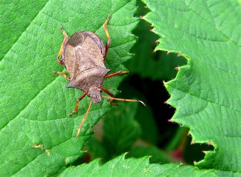 Spiked Shieldbug Gedling Conservation Trust Nottingham