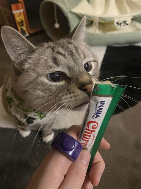 What Are The Best Cat Treats For My Cat Class Act Cats