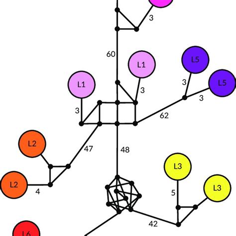 Haplotype Network Based On Three Concatenated Mitochondrial Genes 16