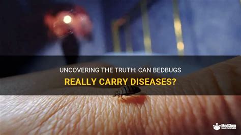 Uncovering The Truth Can Bedbugs Really Carry Diseases Medshun