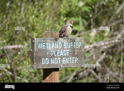 Northern Flicker Or Common Flicker Colaptes Auratus Sitting On