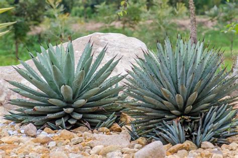 Cactus Named Harvard Agave Stock Image Image Of Maguey Leaves 64204797