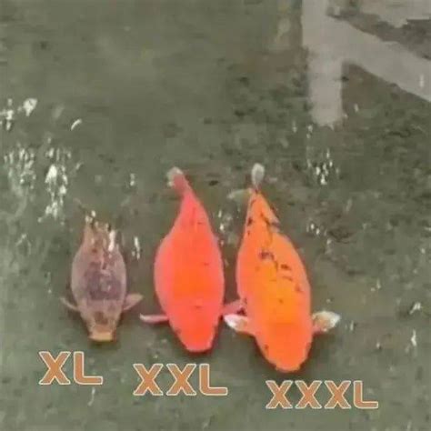 济南趵突泉的锦鲤体型成等比XLXXLXXXL一字排开 大号 网友 超大