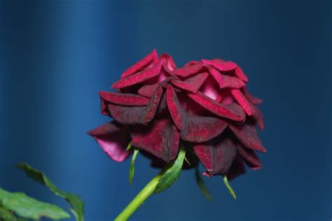 400 000 Free Withering Flowers And Flower Images Pixabay