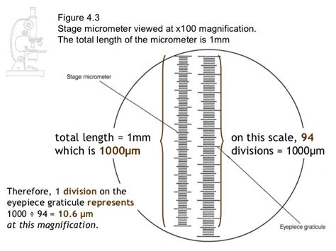 Microscope Measurements And Calculations At David Beach Blog