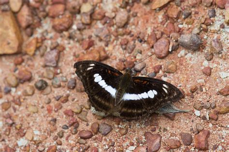 Naturing Thailand Athyma Selenophora In Pang Sida Np Aug