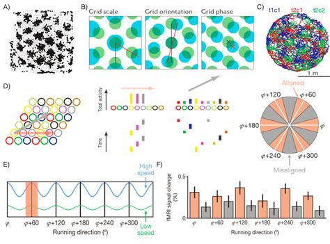 Figure 1 From Grid Codes Underlie Multiple Cognitive Maps In The Human