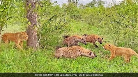 भूखे लकड़बग्घों ने शावक को घेर लिया बच्चे को बचाने के लिए शेरनी ने