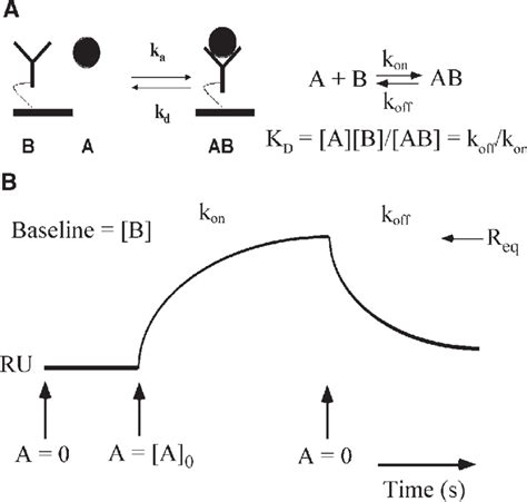 The 1 1 Interaction Binding Model And A Binding Sensorgram A Download Scientific Diagram