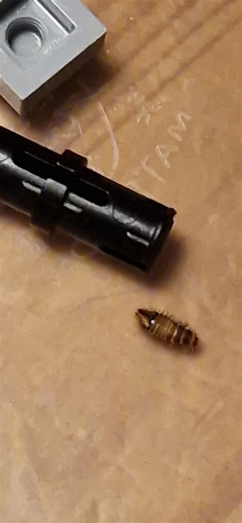 What Is This Bug The Crawling Around The Lego R Whatisthisbug