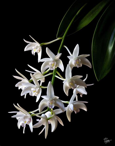 Little White Orchids Photograph By Endre Balogh Pixels