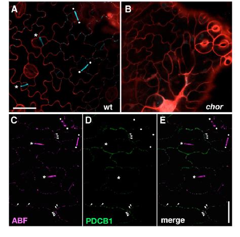 Reduction In Cell Plate Cell Wall And Plasmodesmatal Callose