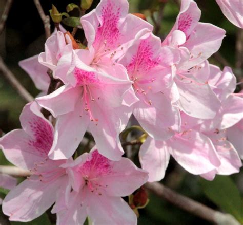 Plants By Michael Salley Sc