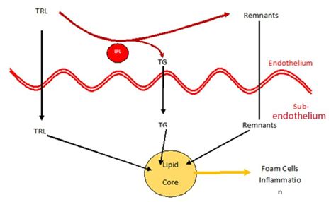 Hypertriglyceridaemia Limited Options But Gp Voice