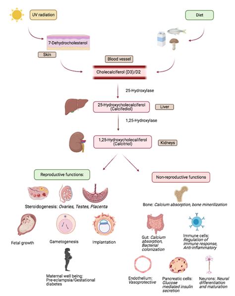 Ijms Free Full Text A Narrative Review Of Current Understanding Of The Pathophysiology Of