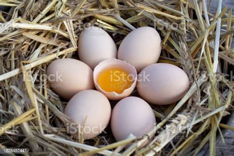 생 노른자와 깨진 주홍 주위에 꽃의 모양으로 배치 수제 치킨 계란 갈색에 대한 스톡 사진 및 기타 이미지 갈색 개체 그룹