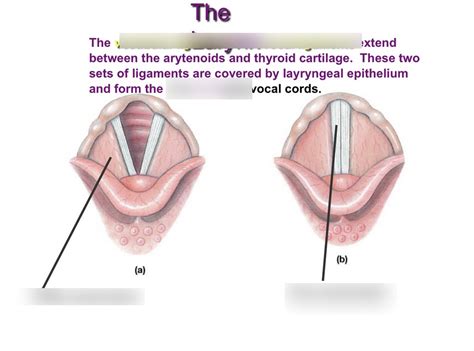 Vocal Cords Diagram Quizlet