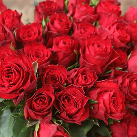 The 10 Best Roses In Passion Red Color
