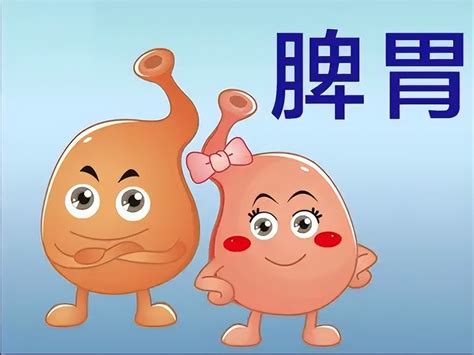 脾是干什么作用的脾胃有什么作用应该如何调理 说明书网