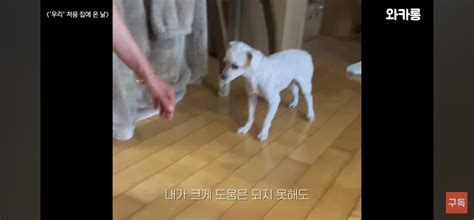 더쿠 입양3일만에 이상행동 보인 강아지 입양자에게 포기를 권하자 돌아온 대답
