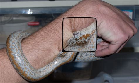 Ball Python Bite Mark