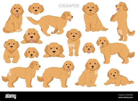 Cockapoo Mix Breed Clipart Different Poses Coat Colors Set Vector