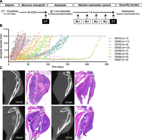 Figure 1 From Osteosarcoma Pdx Derived Cell Line Models For Preclinical