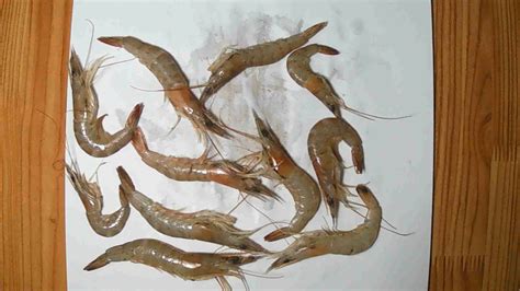 Shrimp Instance Segmentation Model V5 2024 10 20 10 23am By Shrimp