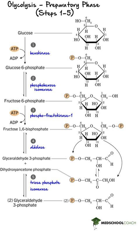 Glycolysis Part 1 Mcat Biochemistry Medschoolcoach