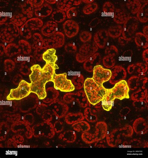 Fluorescent Confocal Micrograph Hi Res Stock Photography And Images Alamy