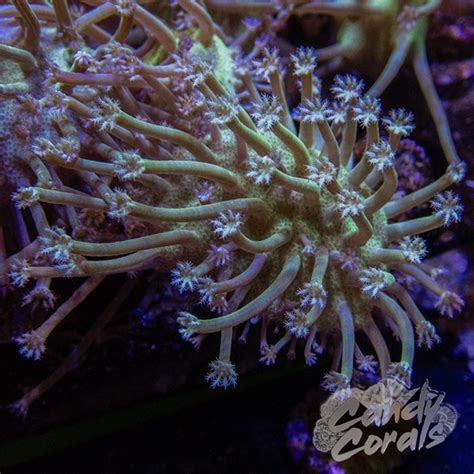 Leathers Candy Corals
