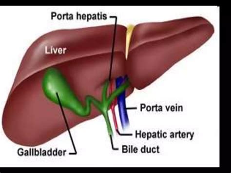 Liver And Hepatobiliary System Pptx