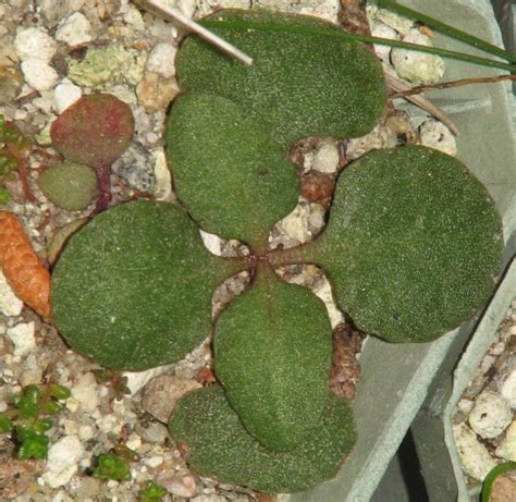 Crassula Pacific Bulb Society