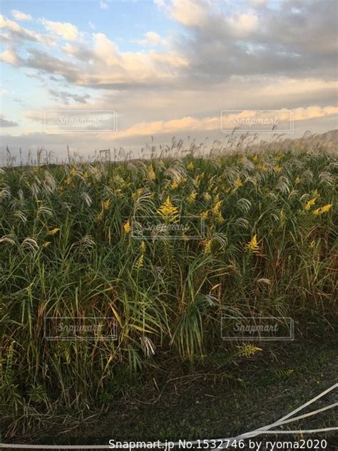 背の高い草のフィールドの写真・画像素材 Snapmart（スナップマート）
