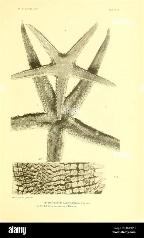 Harriman Alaska Series Washington 1910 1914 Alaska Natural History